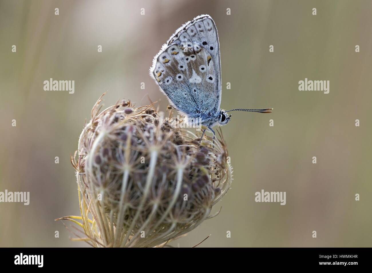 Profile of silver studded blue hi-res stock photography and images - Alamy