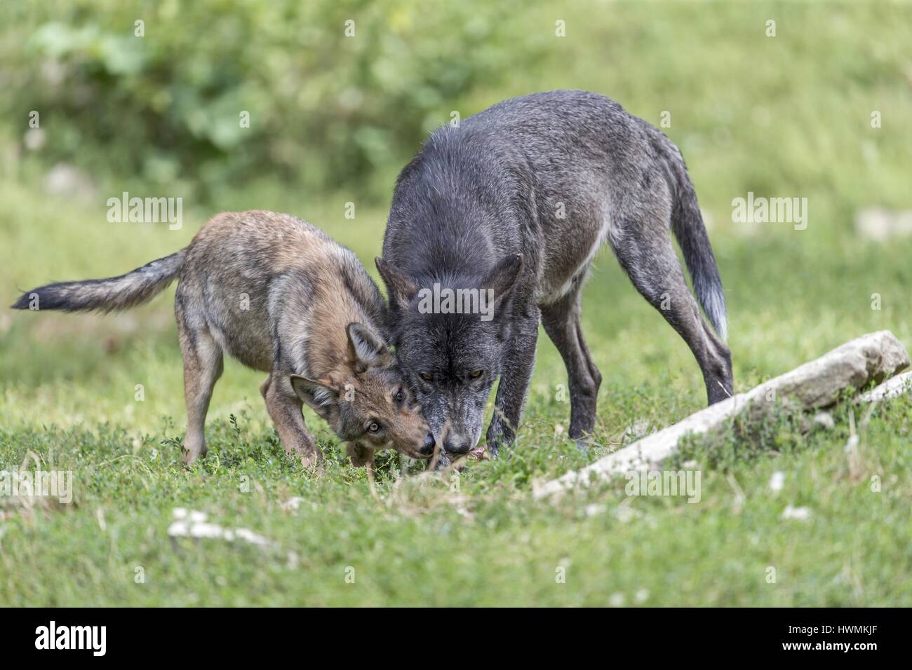 Juvenile wolves hi-res stock photography and images - Alamy