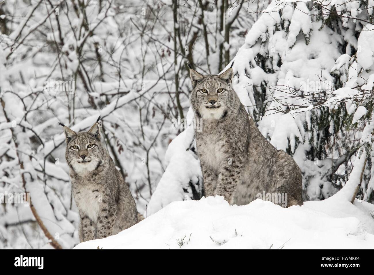 Eurasian Lynxes Stock Photo - Alamy