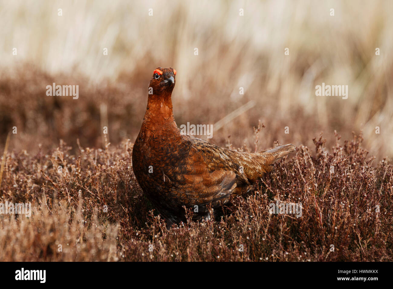 Red Grouse Lagopus lagopus scotica Stock Photo - Alamy