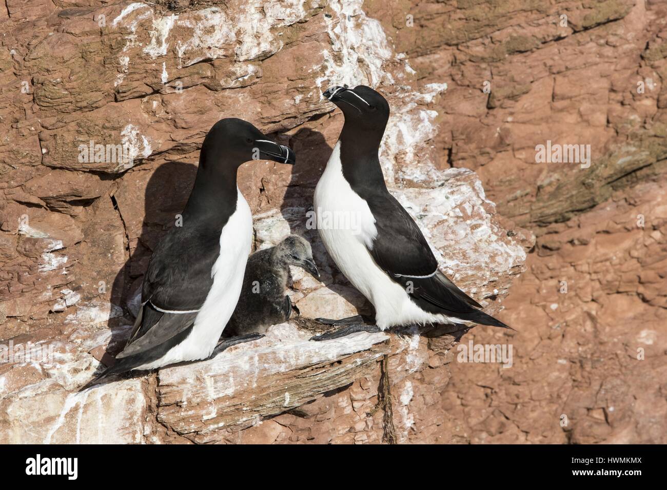 Juvenile razorbill hi-res stock photography and images - Alamy