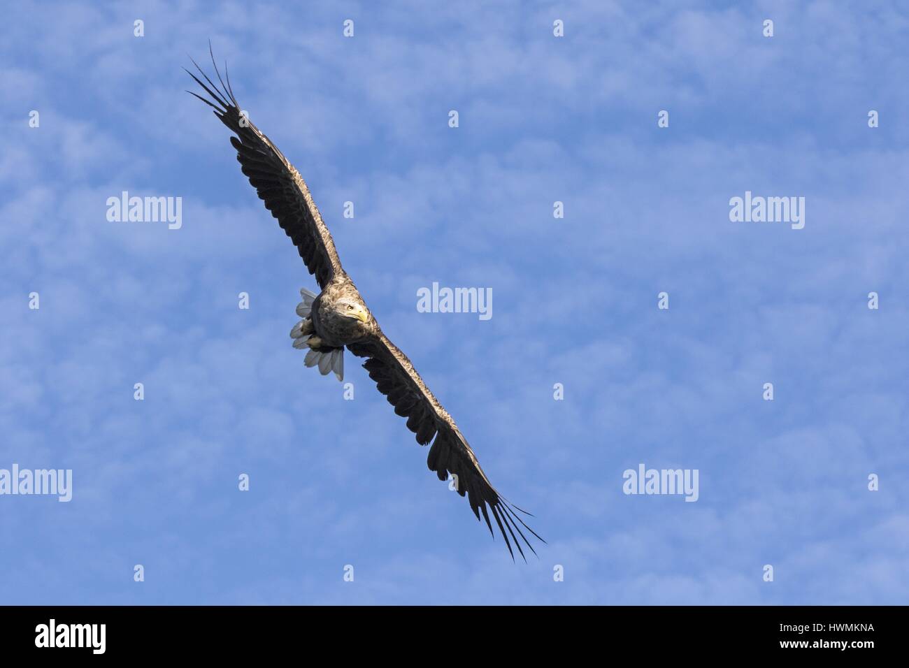 white-tailed sea eagle Stock Photo - Alamy