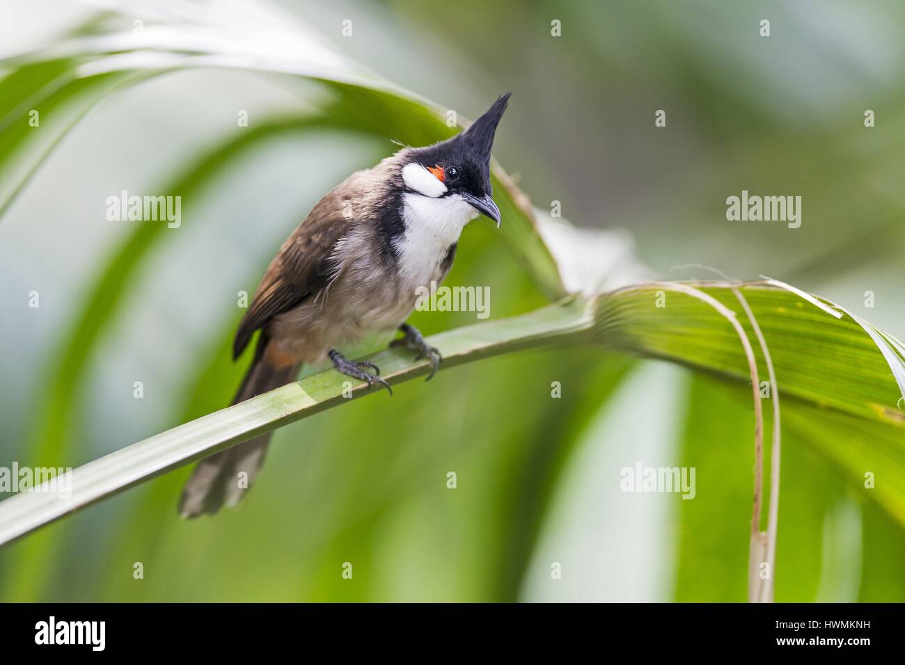 Side whiskered hi-res stock photography and images - Alamy