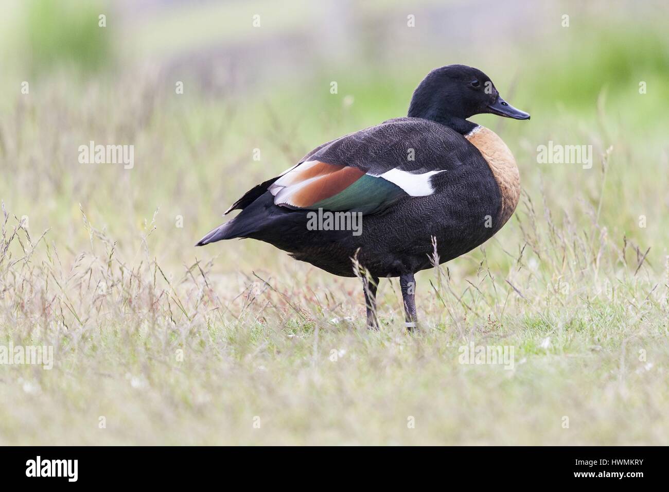 Australian shelducks hi-res stock photography and images - Alamy