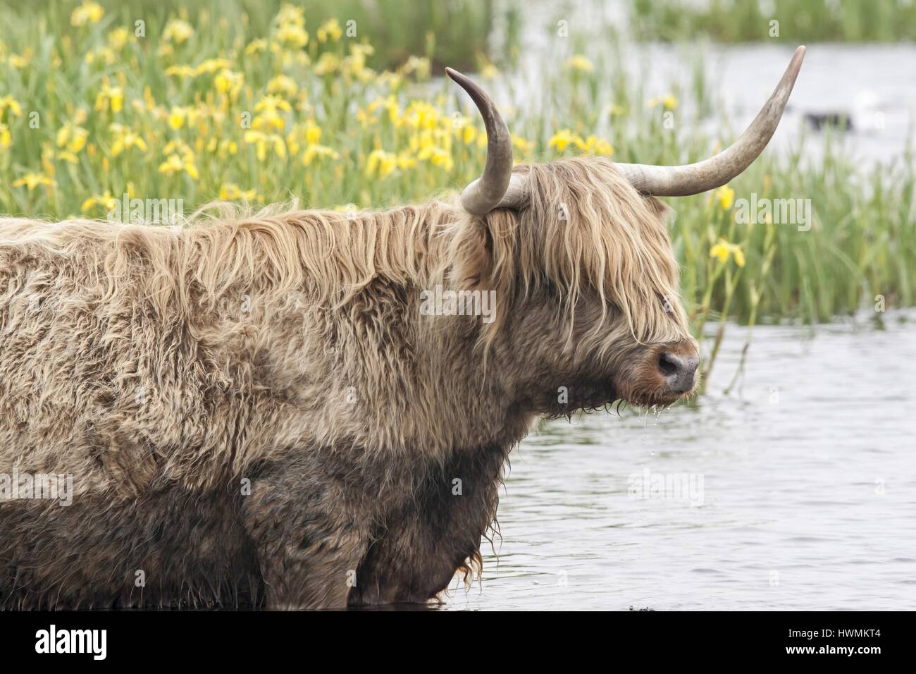 Galloways view hi-res stock photography and images - Alamy