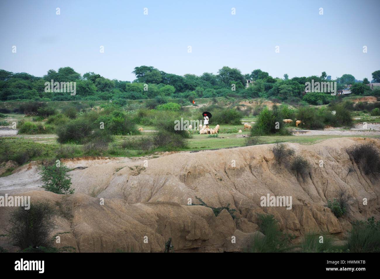 Agricultural Land, green grass, Rural Land, Rajasthan Village Landscape ...