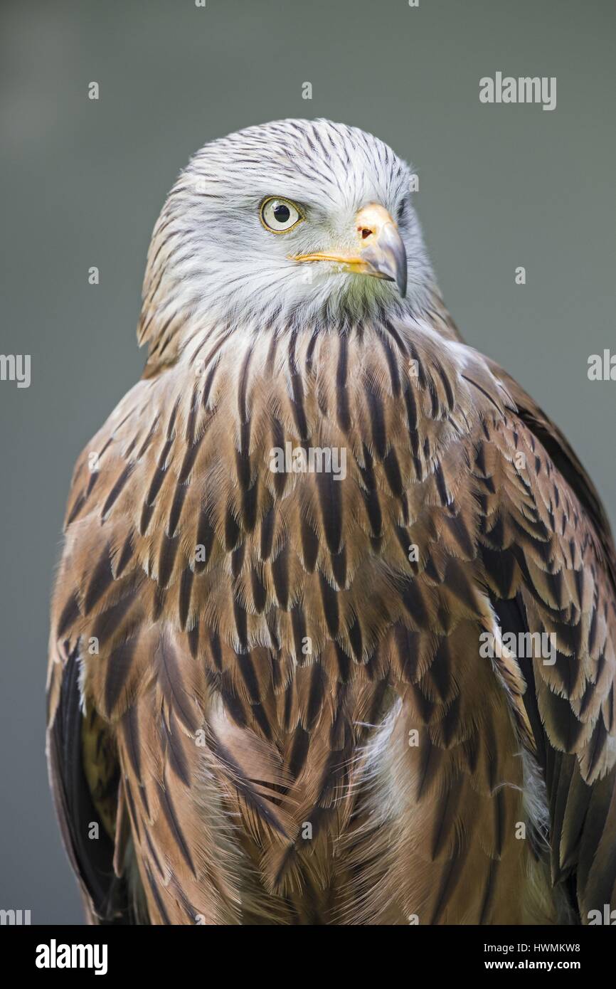Portrait format red kite hi-res stock photography and images - Alamy