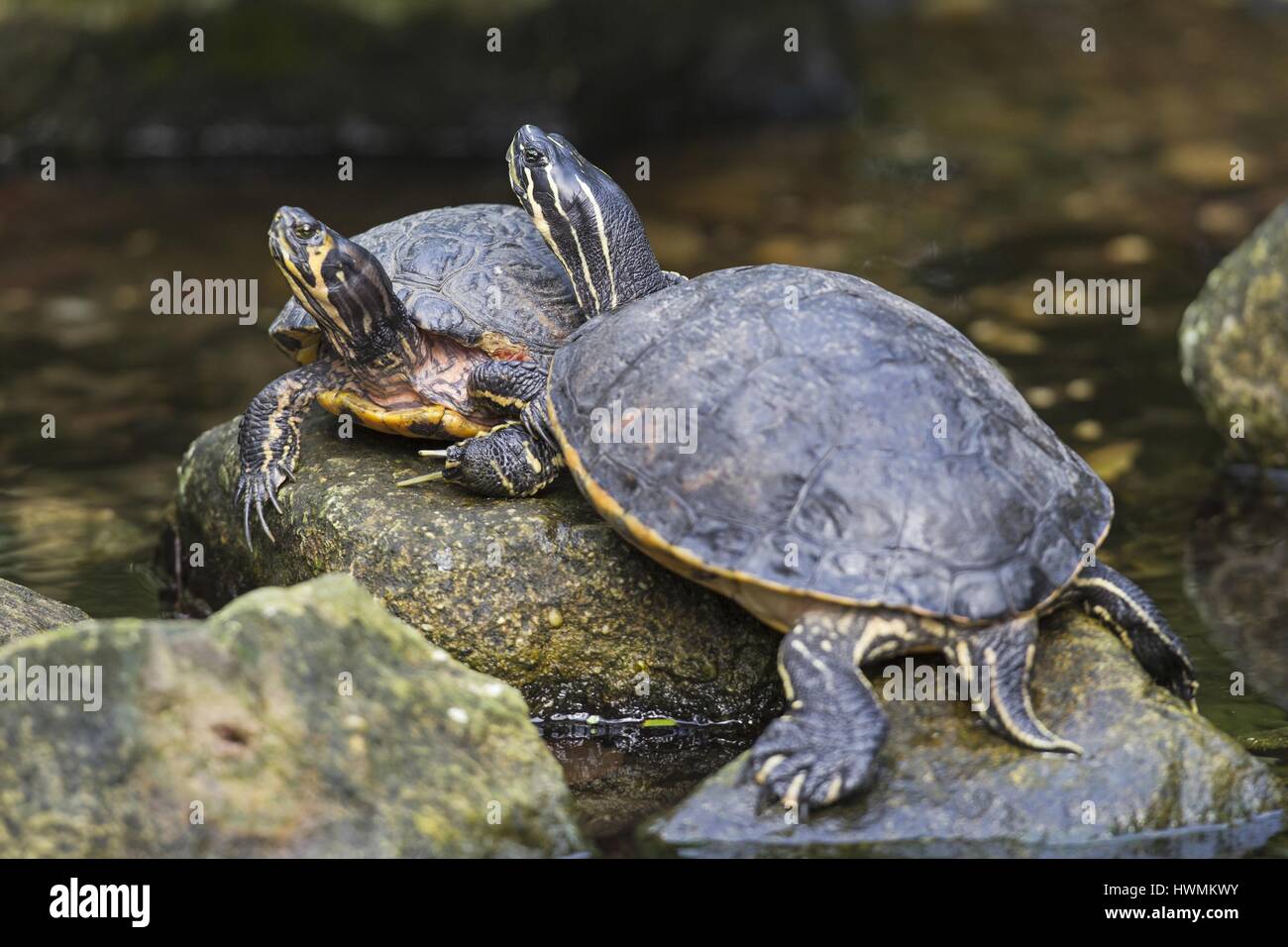 Yellow bellied sliders hi-res stock photography and images - Alamy