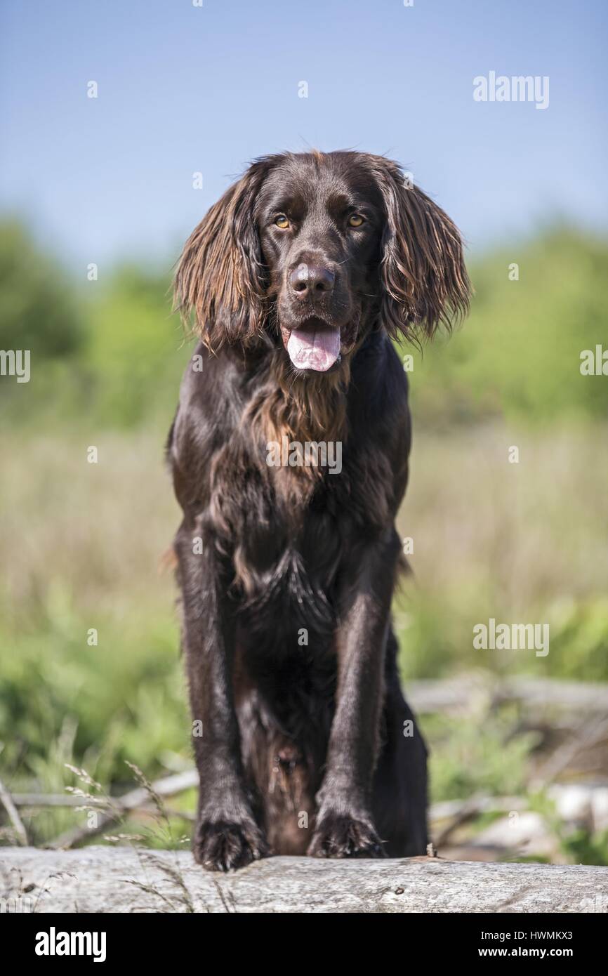 German longhaired Pointer Stock Photo - Alamy