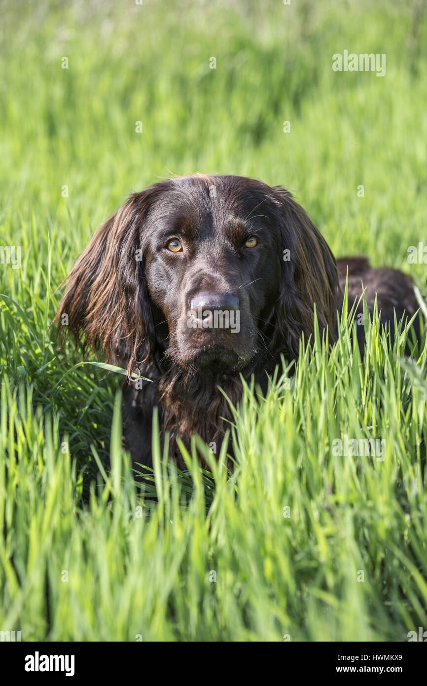 German longhaired Pointer Portrait Stock Photo - Alamy