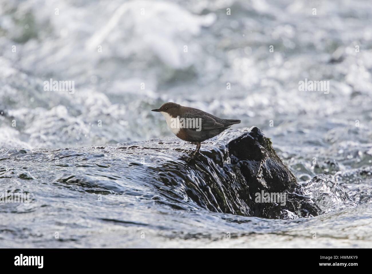 Water Ouzel Stock Photos & Water Ouzel Stock Images - Alamy