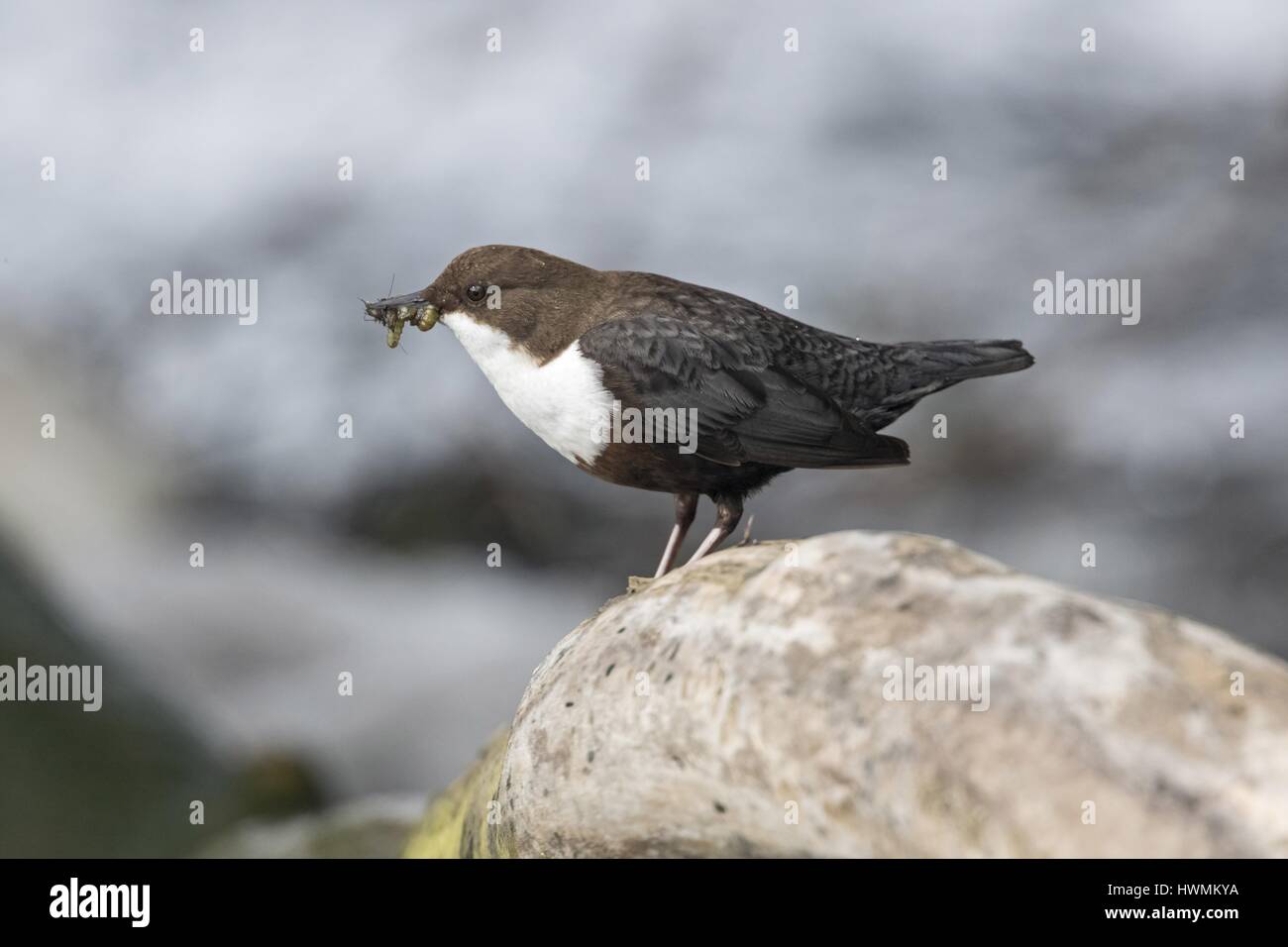 Water ouzel hi-res stock photography and images - Alamy