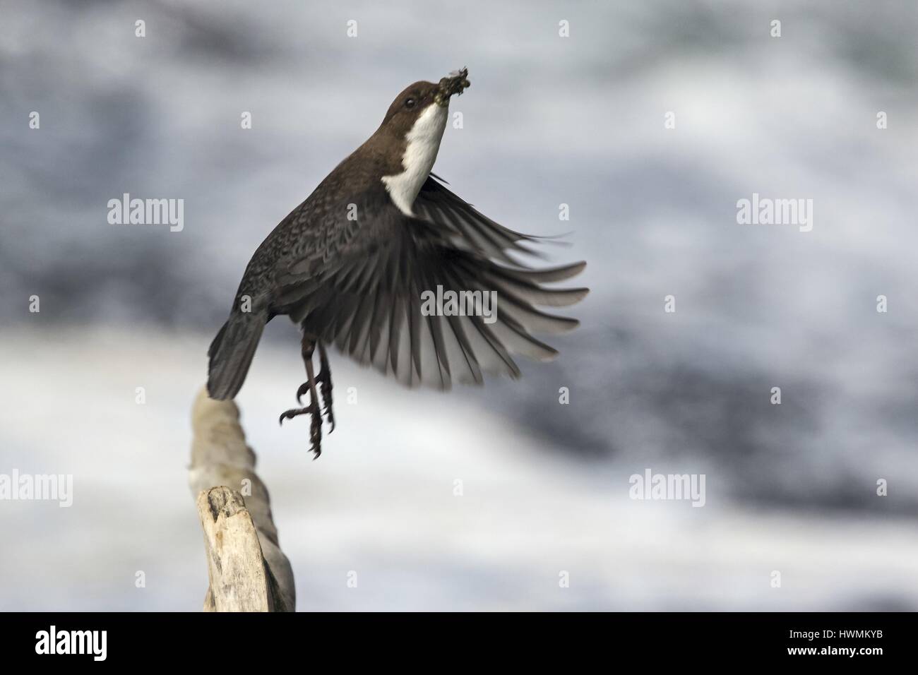 white-throated water ouzel Stock Photo - Alamy