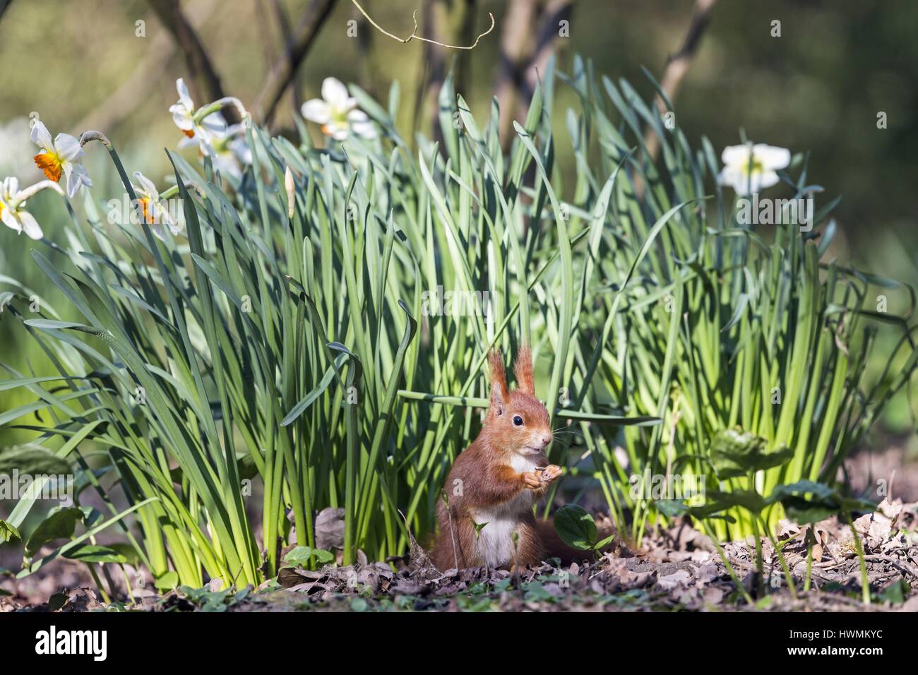 Eurasian red squirrel Stock Photo - Alamy
