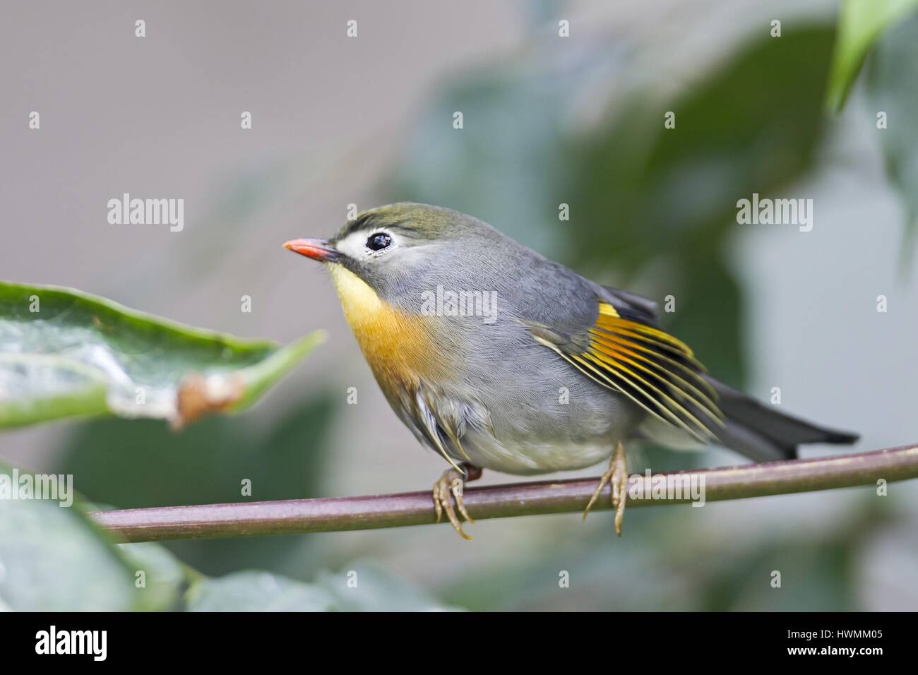 Nightingale singing pekin hi-res stock photography and images - Alamy