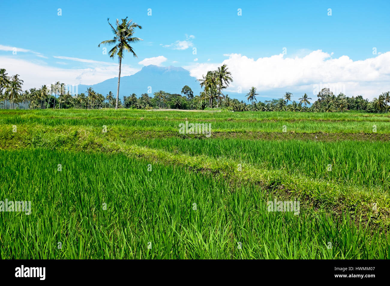 Rice field on Java Indonesia Stock Photo - Alamy
