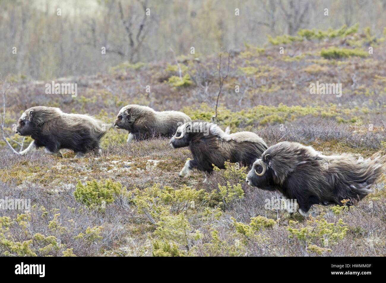 Musk ox running hi-res stock photography and images - Alamy