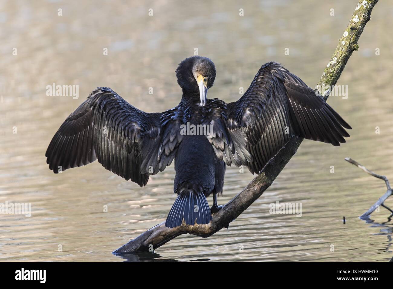 Rear ravens hi-res stock photography and images - Alamy