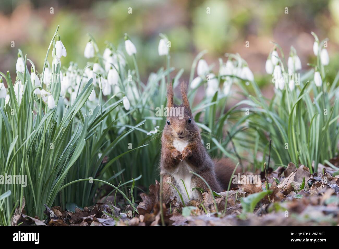 Eurasian red squirrel Stock Photo - Alamy