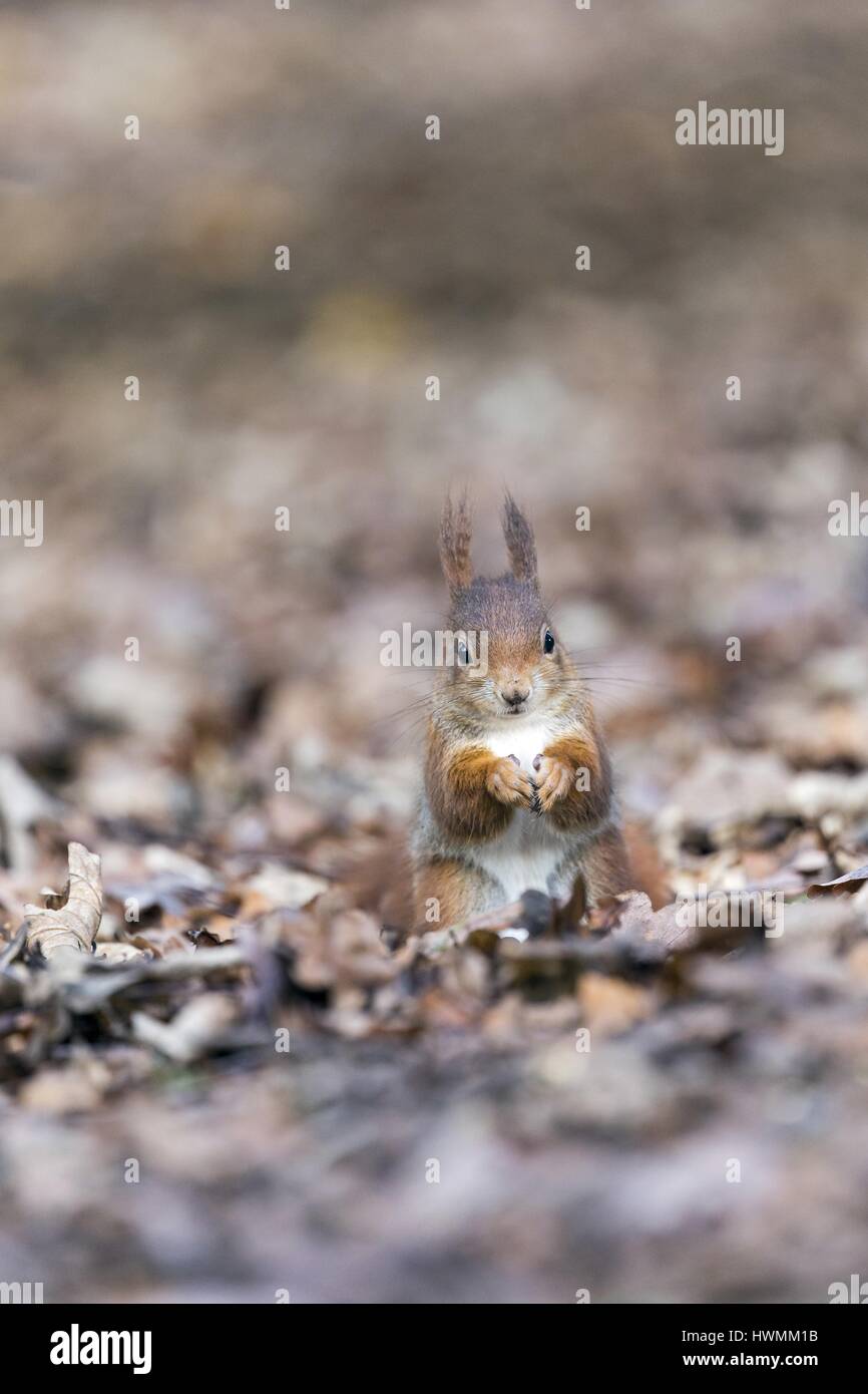 Eurasian red squirrel Stock Photo - Alamy