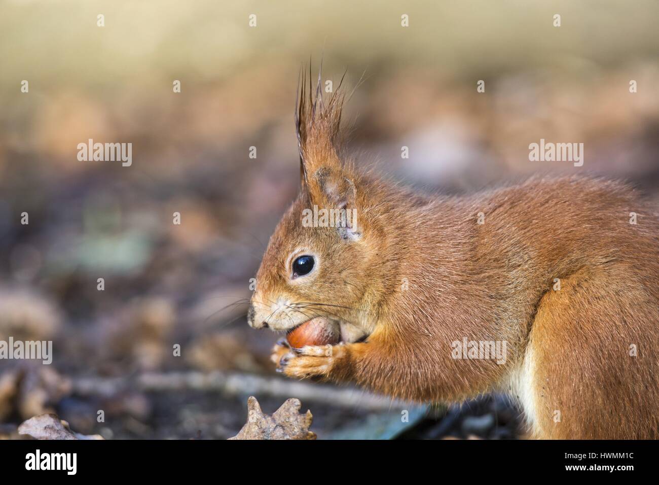 Eurasian red squirrel Stock Photo - Alamy
