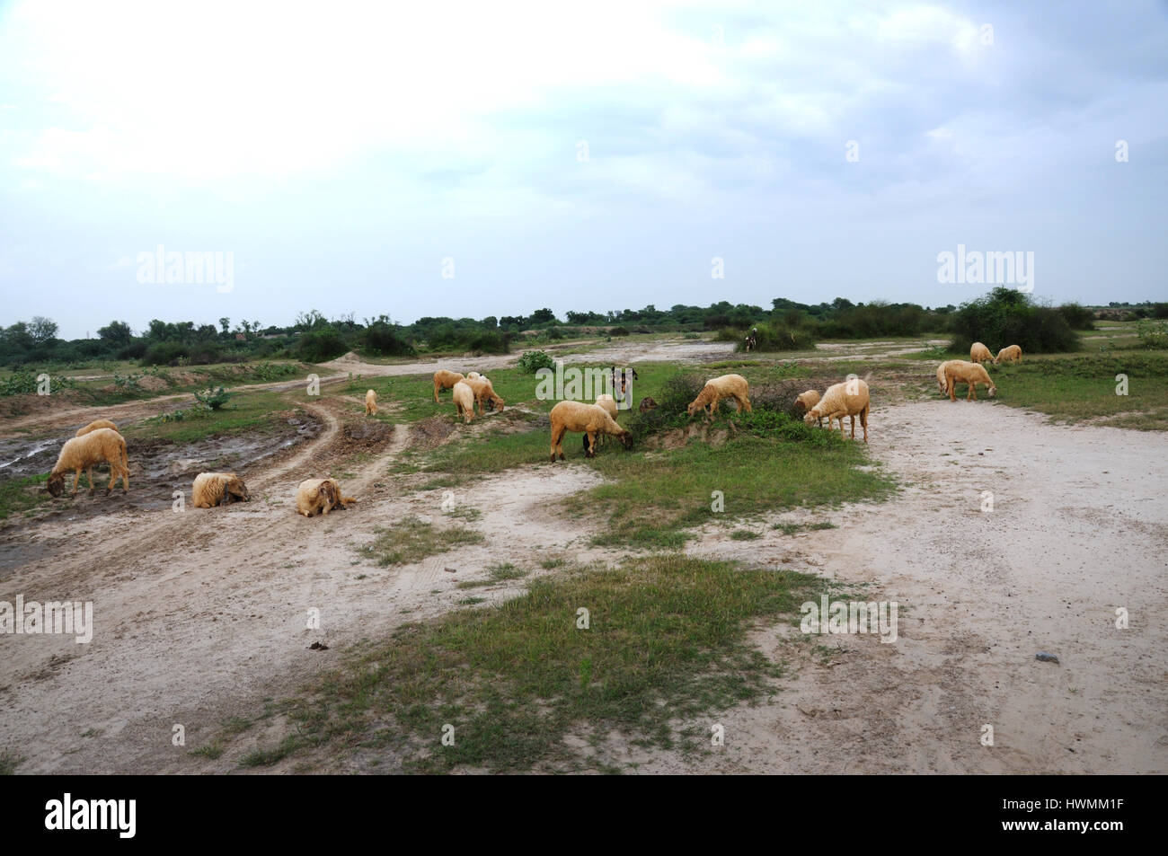 Goats of Rajasthan, Shepherd with sheep, Sheep and Goat Grazing is On ...