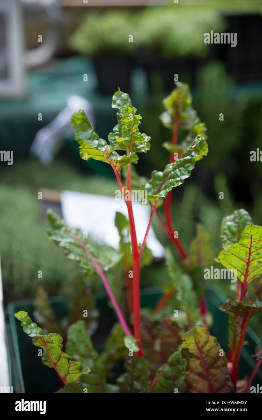 Food stalls amsterdam hi-res stock photography and images - Alamy