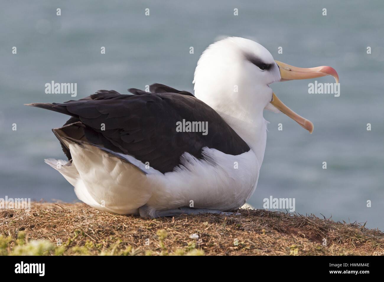 Albatross beaks hi-res stock photography and images - Alamy