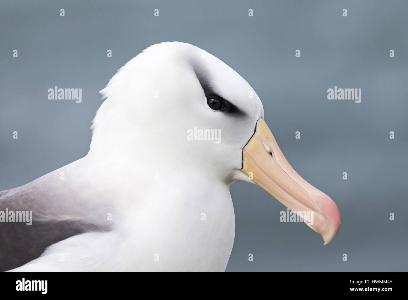 Albatross side profile hi-res stock photography and images - Alamy