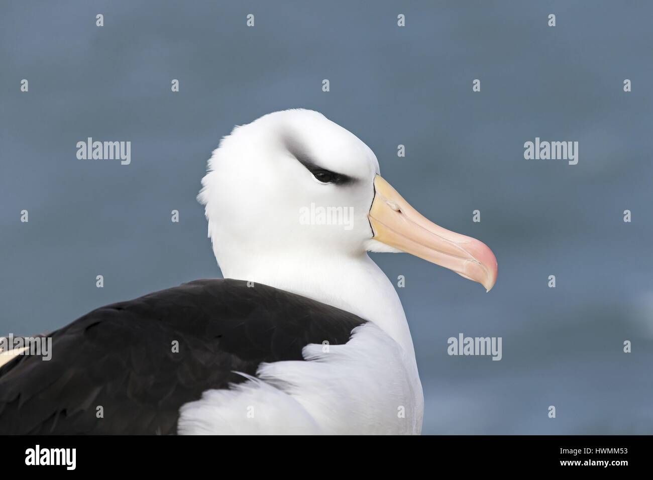 Albatross side profile hi-res stock photography and images - Alamy