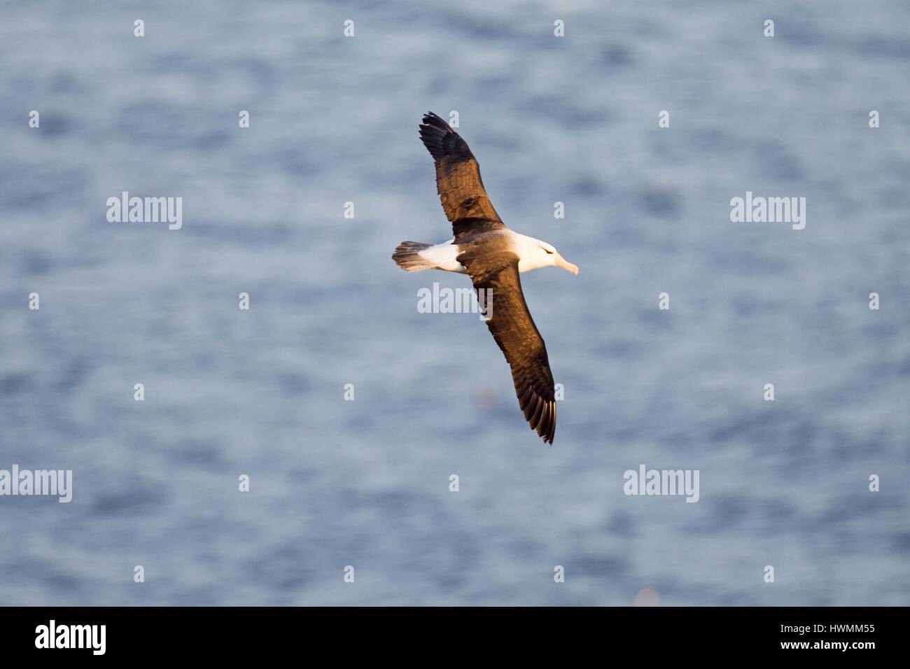 Albatross side profile hi-res stock photography and images - Alamy