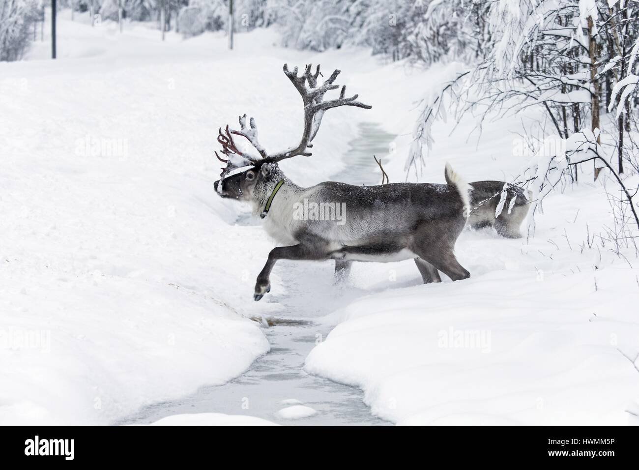 Caribou running water hi-res stock photography and images - Alamy