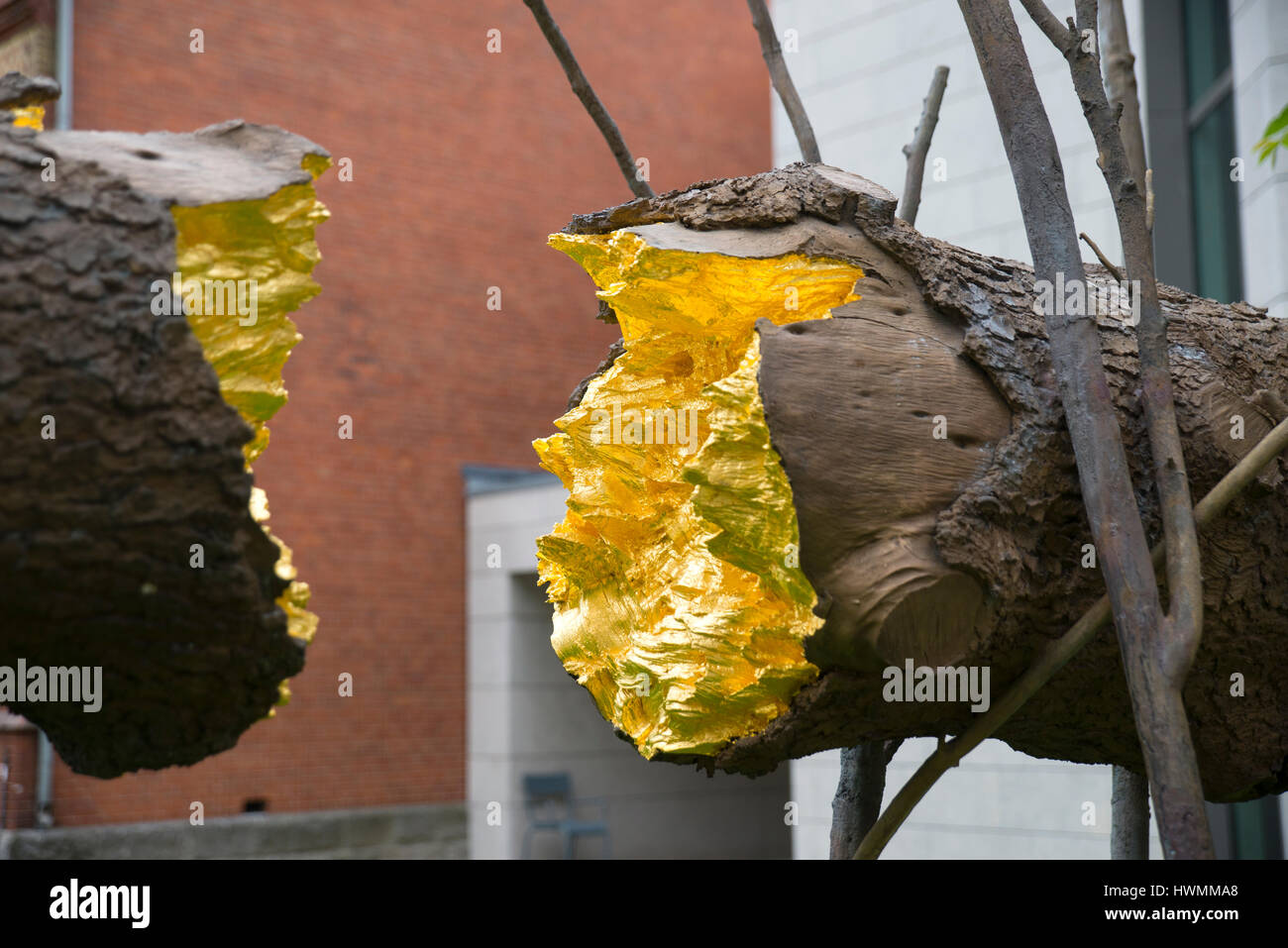 Penone tree hi-res stock photography and images - Alamy