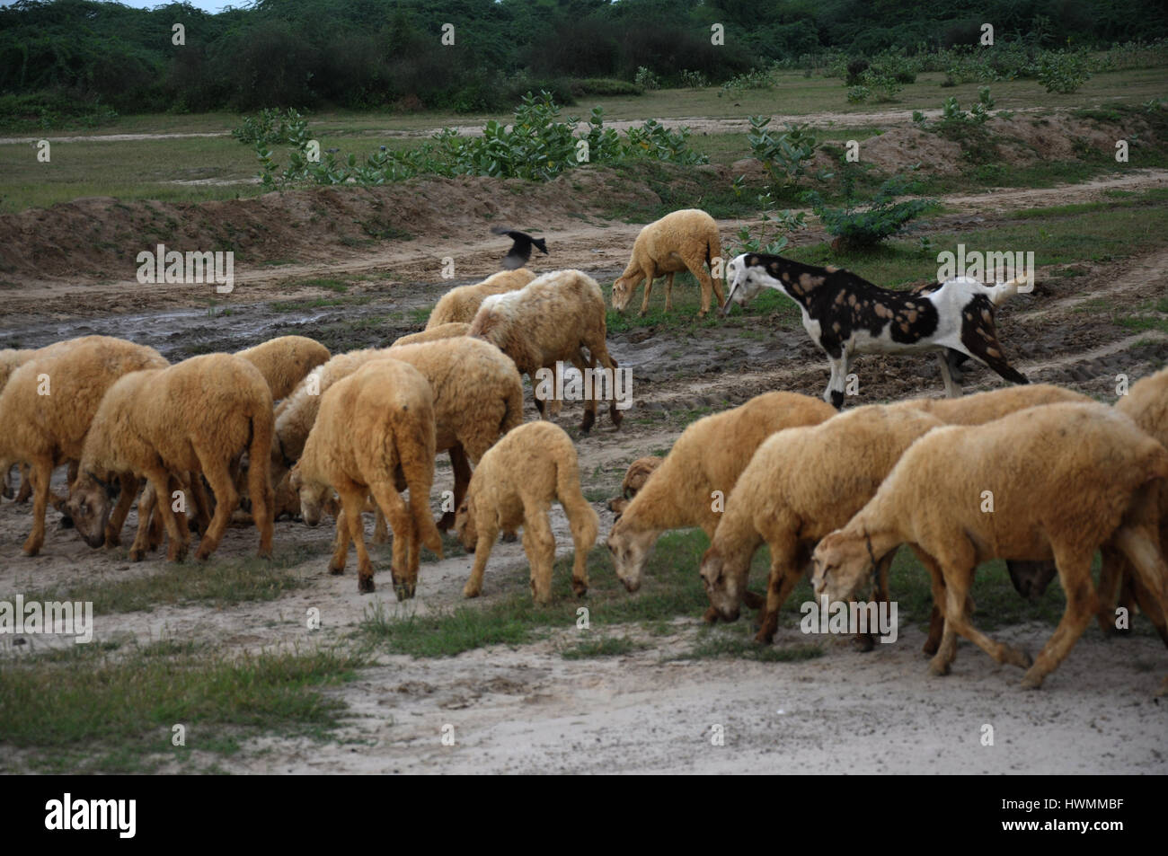 Goats of Rajasthan, Shepherd with sheep, Sheep and Goat Grazing is On ...
