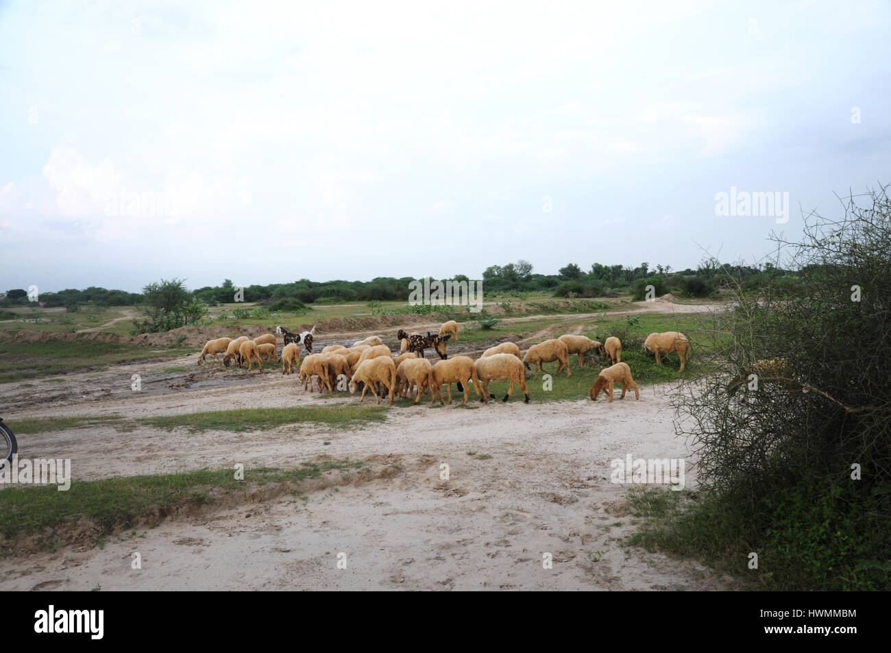 Goats of Rajasthan, Shepherd with sheep, Sheep and Goat Grazing is On ...