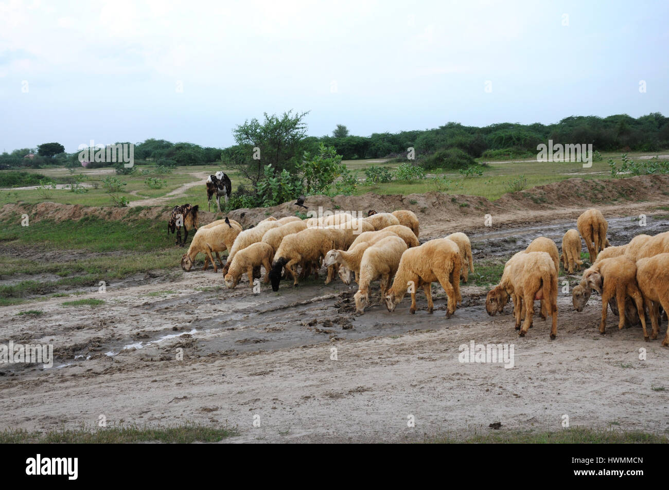 Goats of Rajasthan, Shepherd with sheep, Sheep and Goat Grazing is On ...