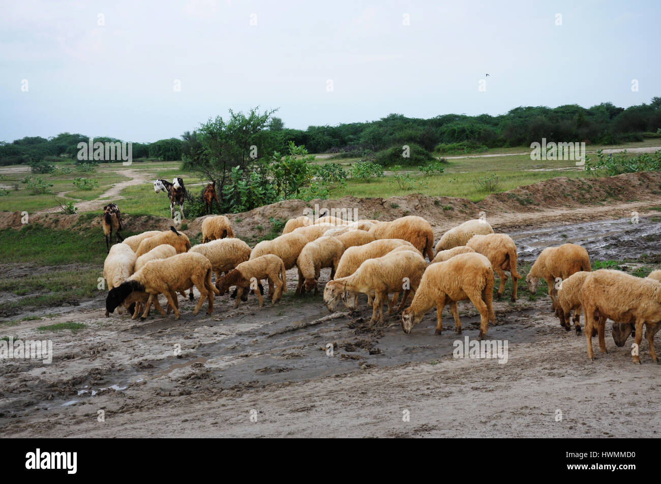 Goats of Rajasthan, Shepherd with sheep, Sheep and Goat Grazing is On ...