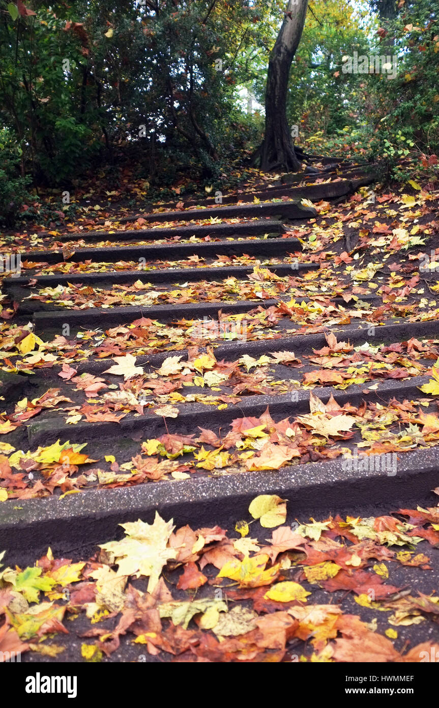 Fallen leaves on steps Stock Photo - Alamy