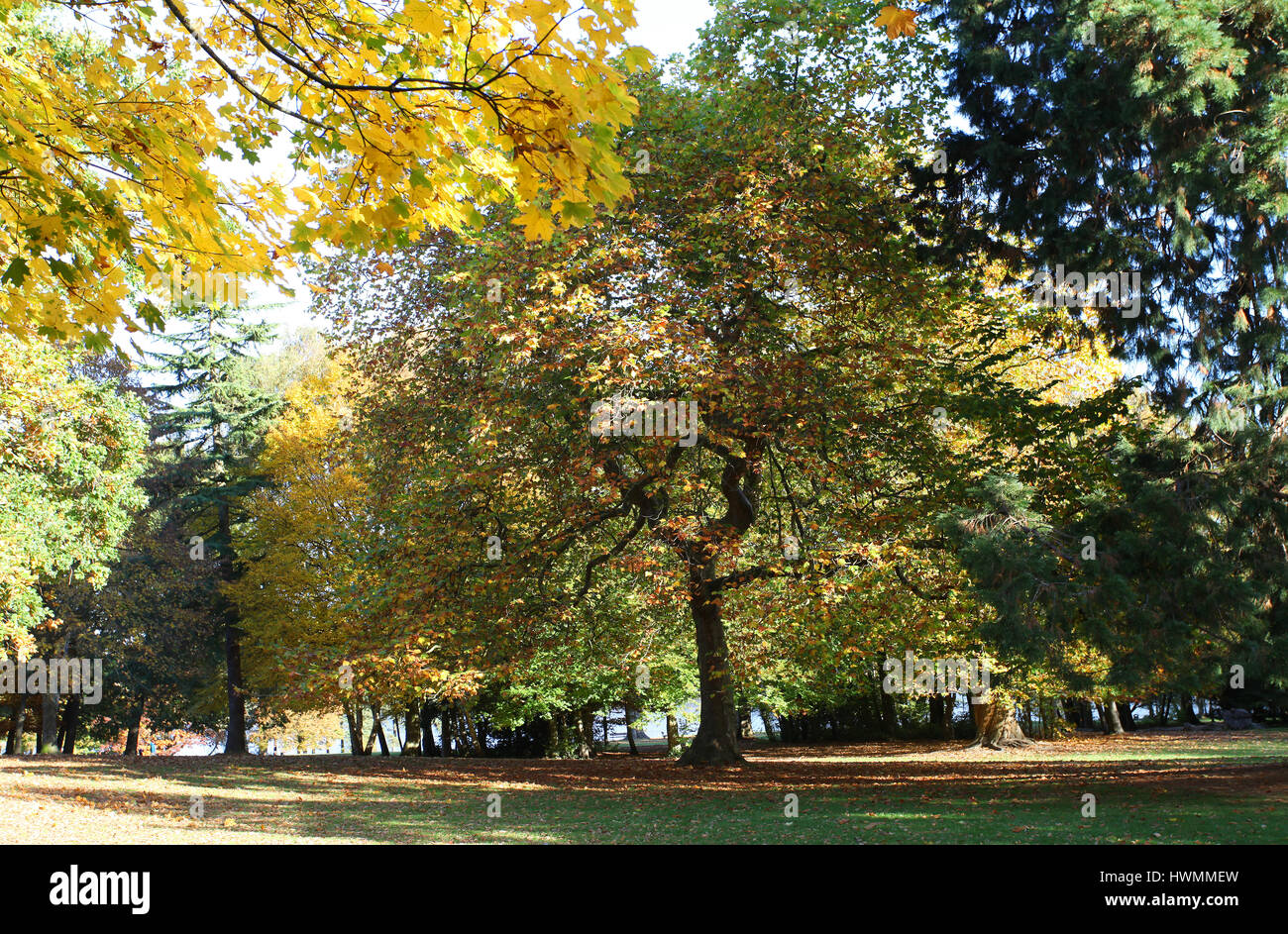 Tilgate park crawley west sussex hi-res stock photography and images ...