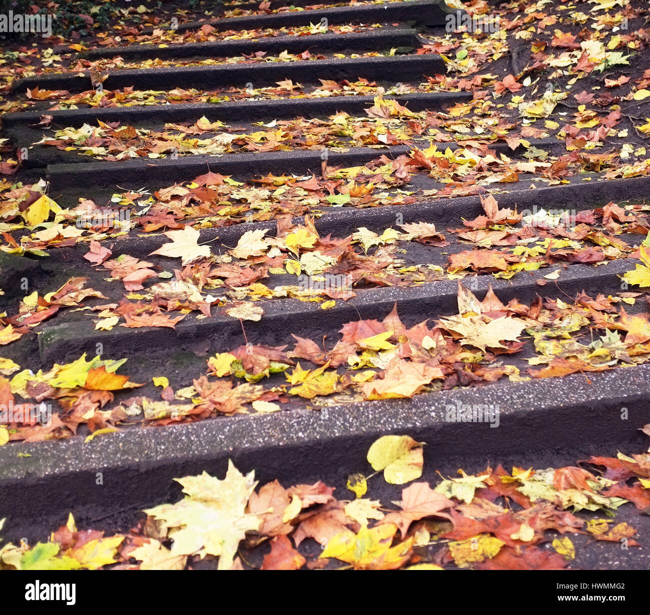 Fallen leaves on steps Stock Photo - Alamy