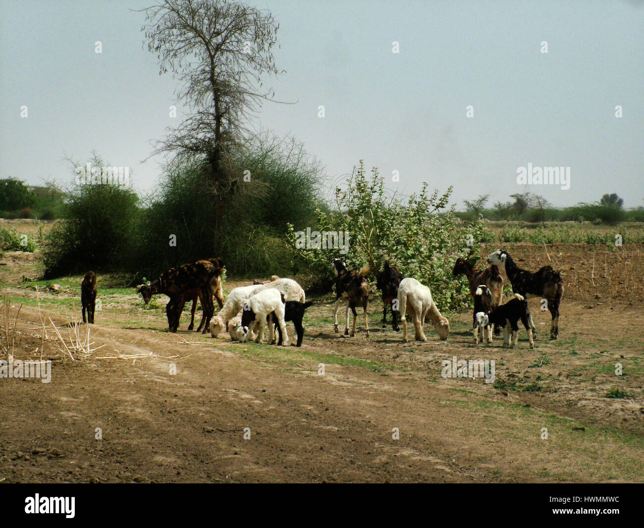 Goats, Rural Land, Rajasthan Village Landscape Developing (Photo ...