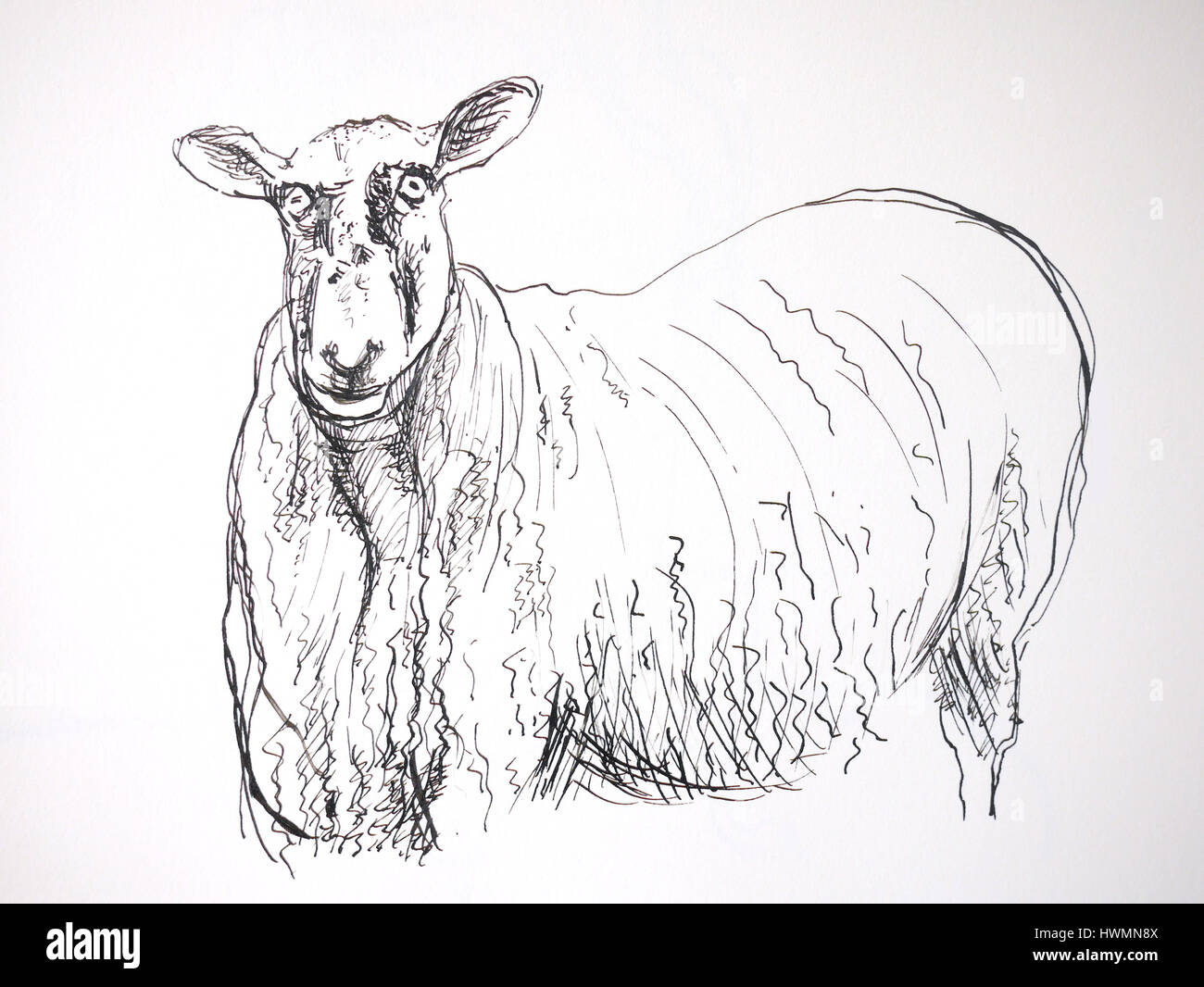 Shaggy sheep hi-res stock photography and images - Alamy