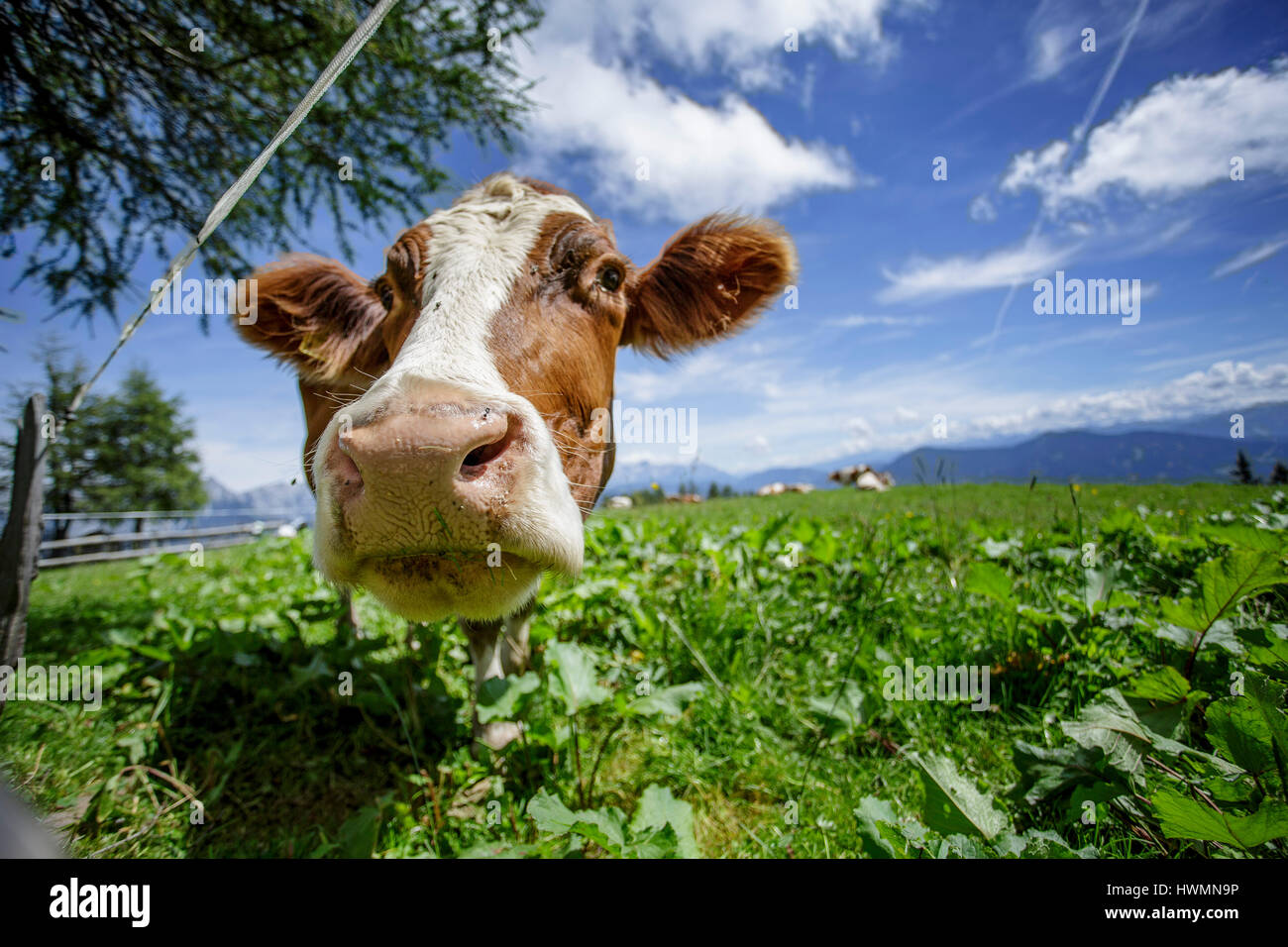 Livestock in the alps hi-res stock photography and images - Alamy