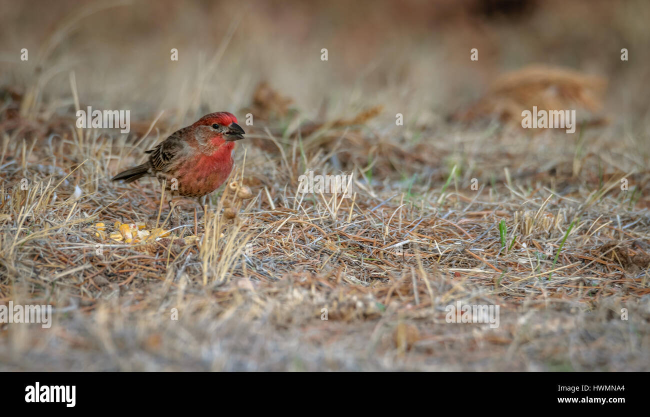 Purple Finch with the beak opened, next to kernels of corn, looking ...