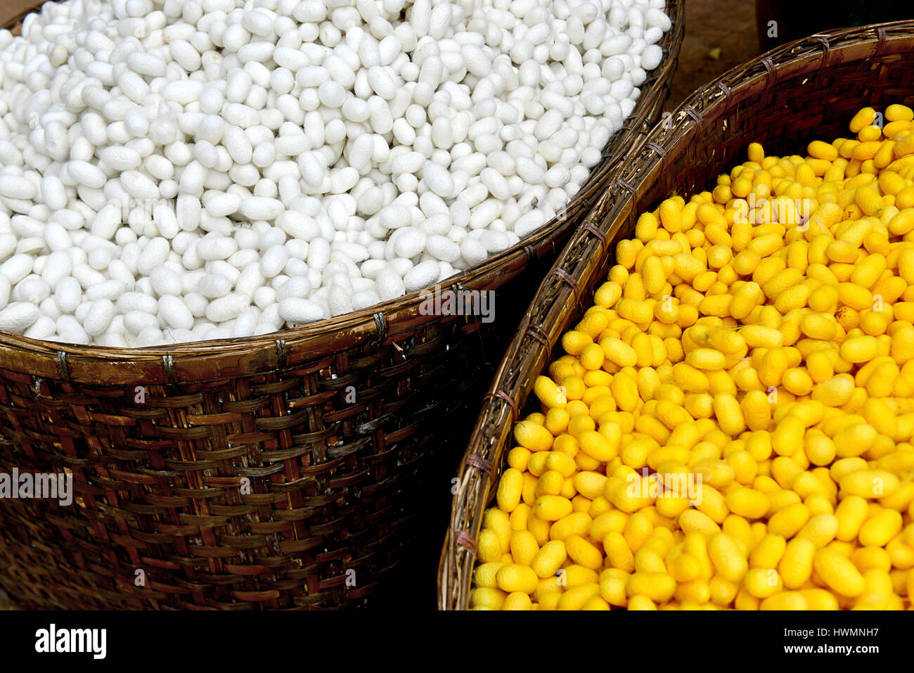 The silk worm nest in basket for silk textile industry in cloudy low ...
