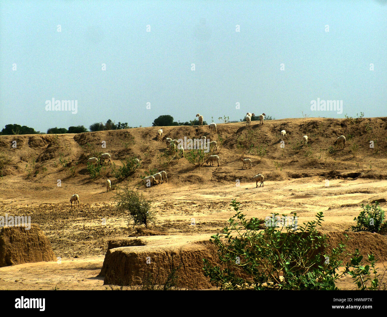 Village Rural Area, Dry Area, Temprature High, North India (Copyright ...