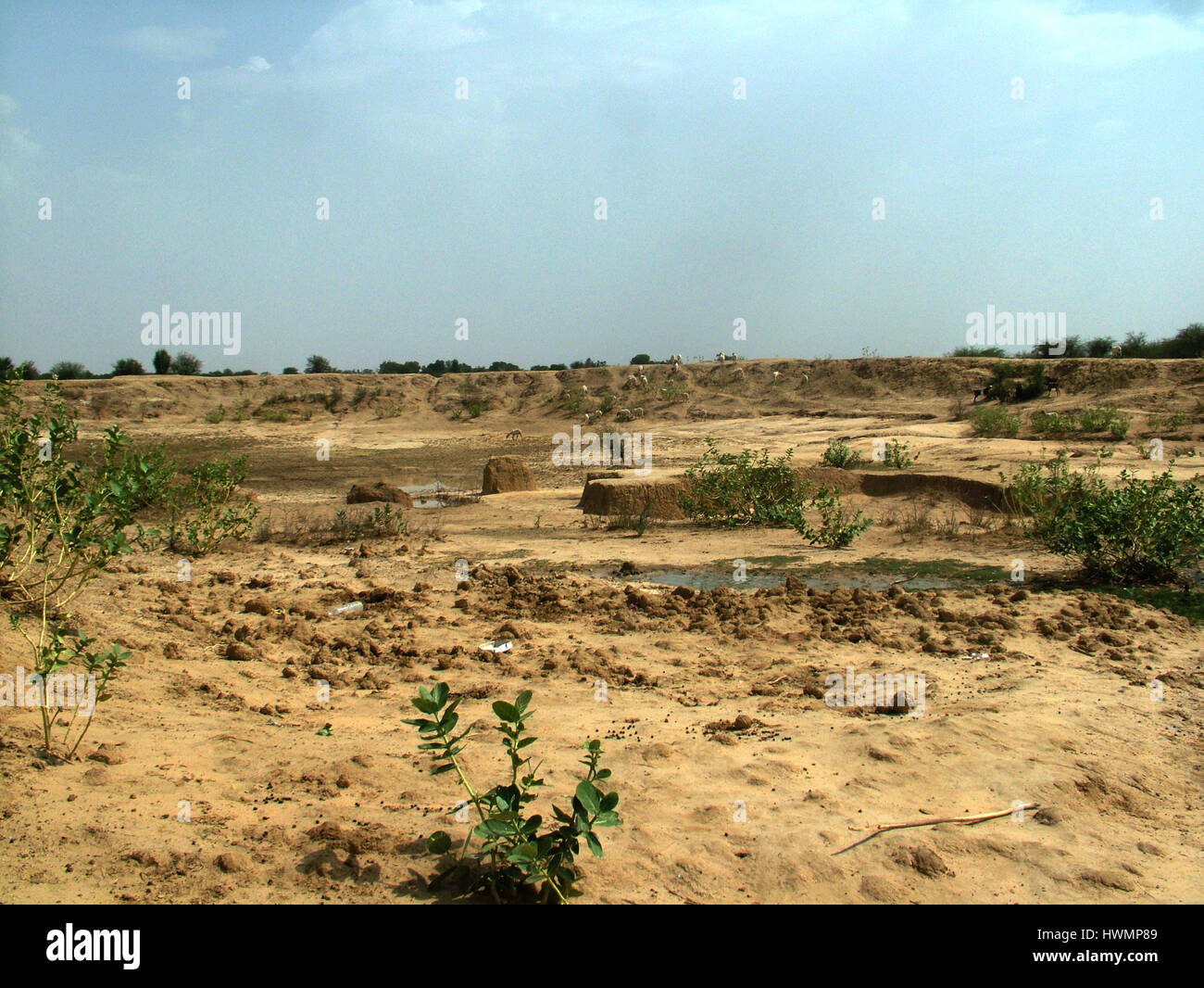 Rice field north india hi-res stock photography and images - Alamy