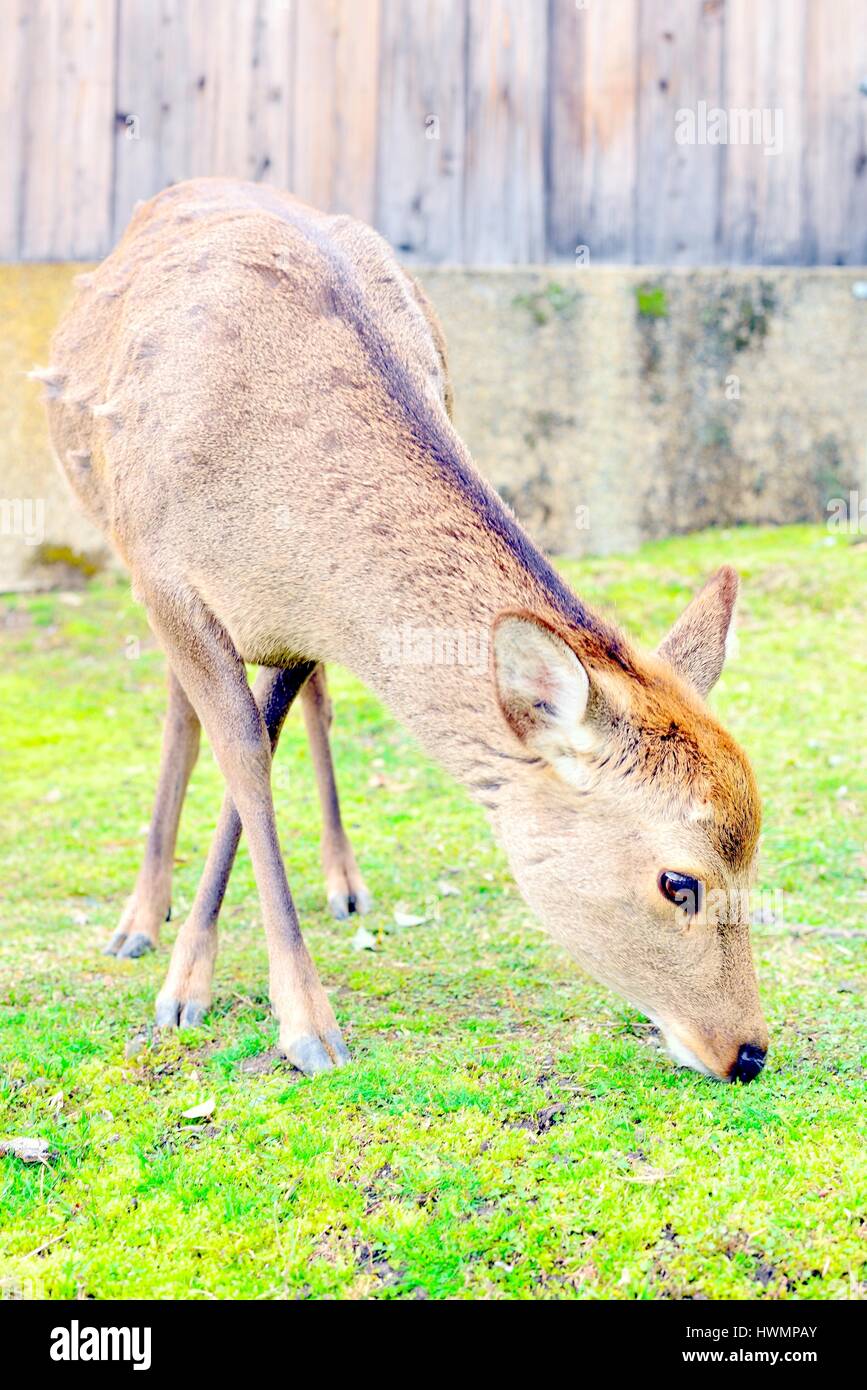 Cute Japanese deer eating grass in Nara, Japan Stock Photo - Alamy