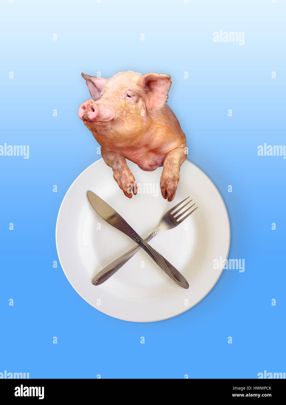 funny pig looks out over the plate with a knife and fork as a symbol of ...