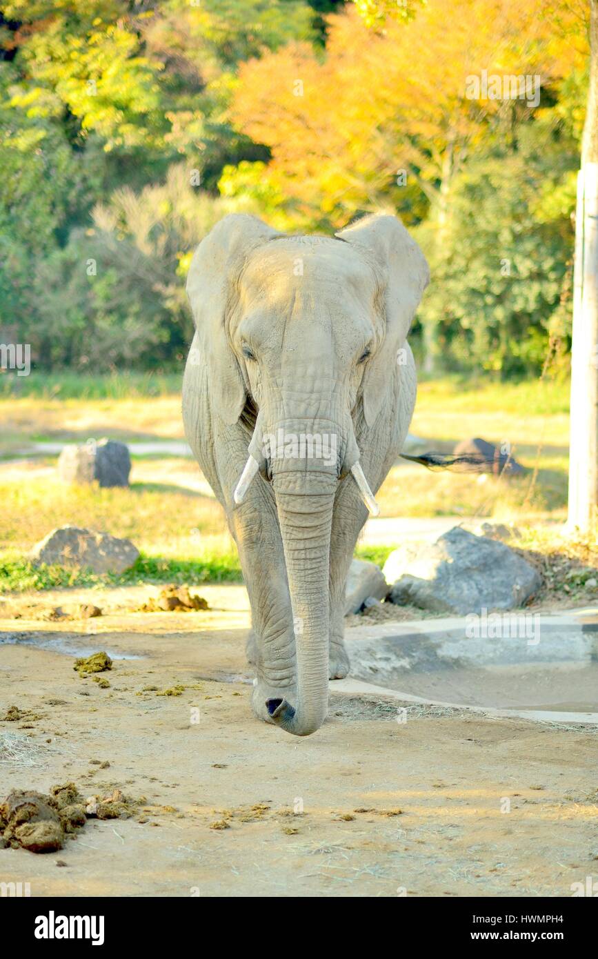 African elephant viewed from the front walking towards the camera ...